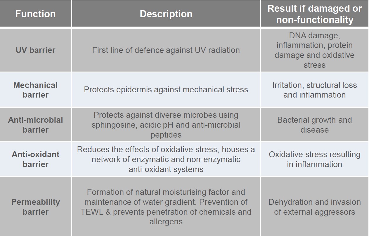 What is the Skin Barrier?